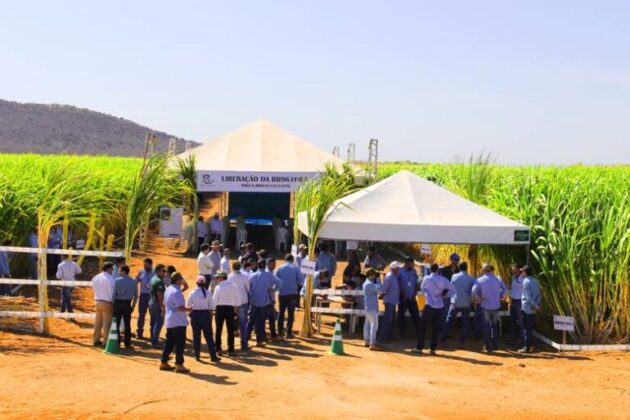 Universidade alagoana e Agrovale viabilizam variedade resistente a ...