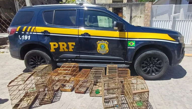 PRF resgata 11 pássaros silvestres presos em gaiolas, em Custódia (PE ...